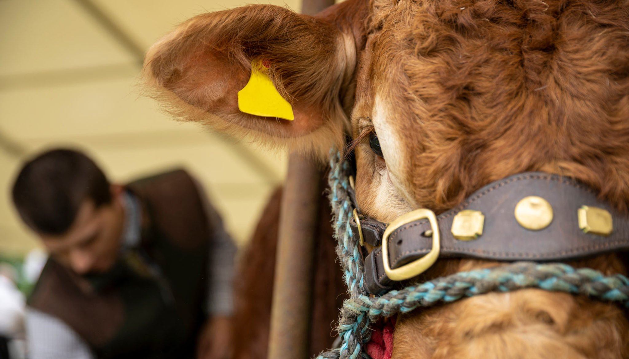 Livestock - South Suffolk Show
